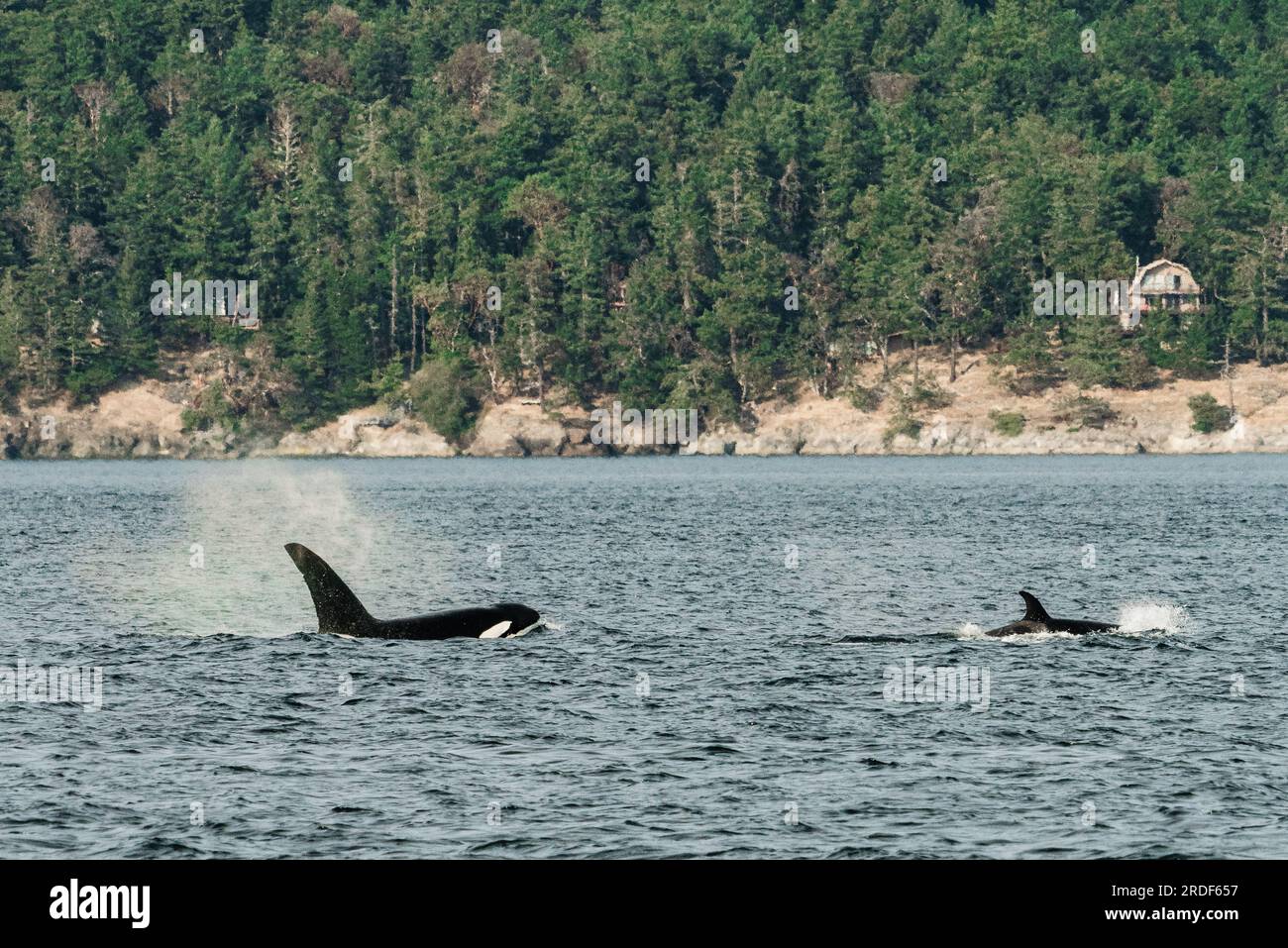 Wide view of two Bigg's Killer Whales in Washington State Stock Photo ...