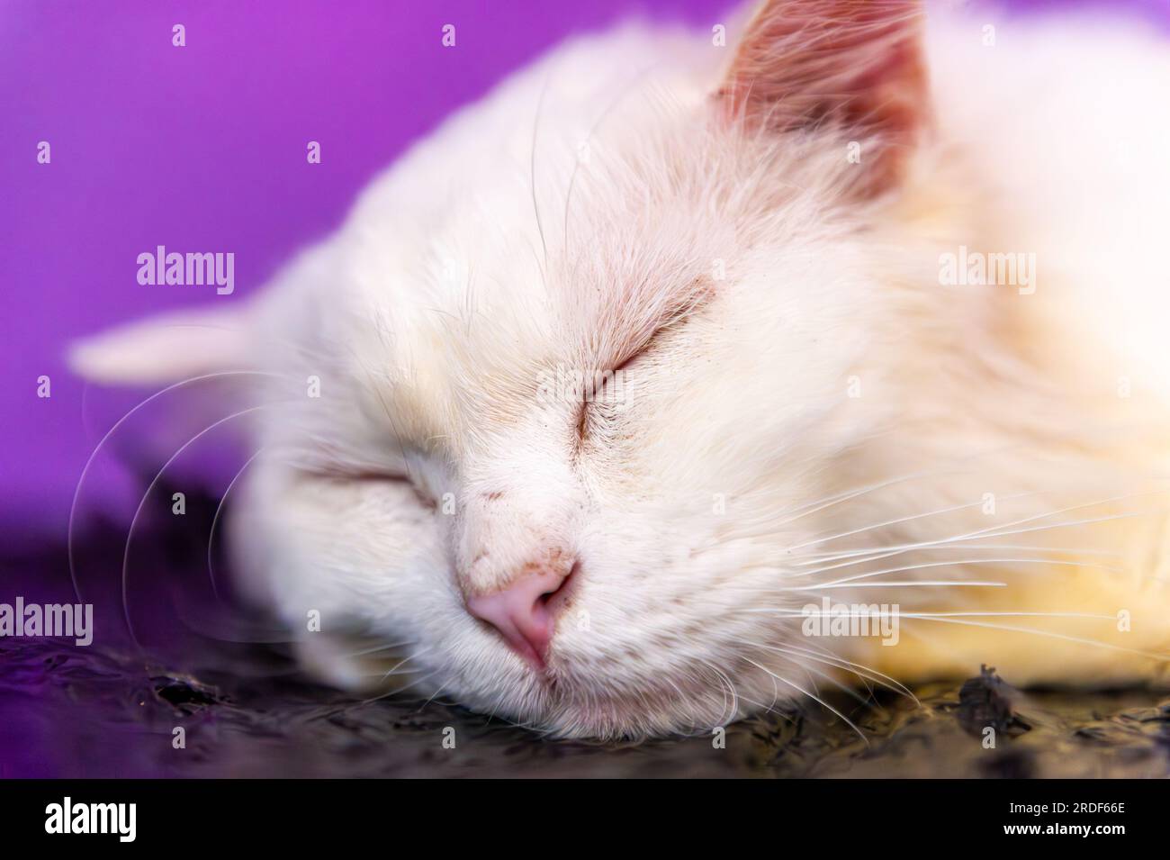 A cute white indoor cat sleeping Stock Photo - Alamy