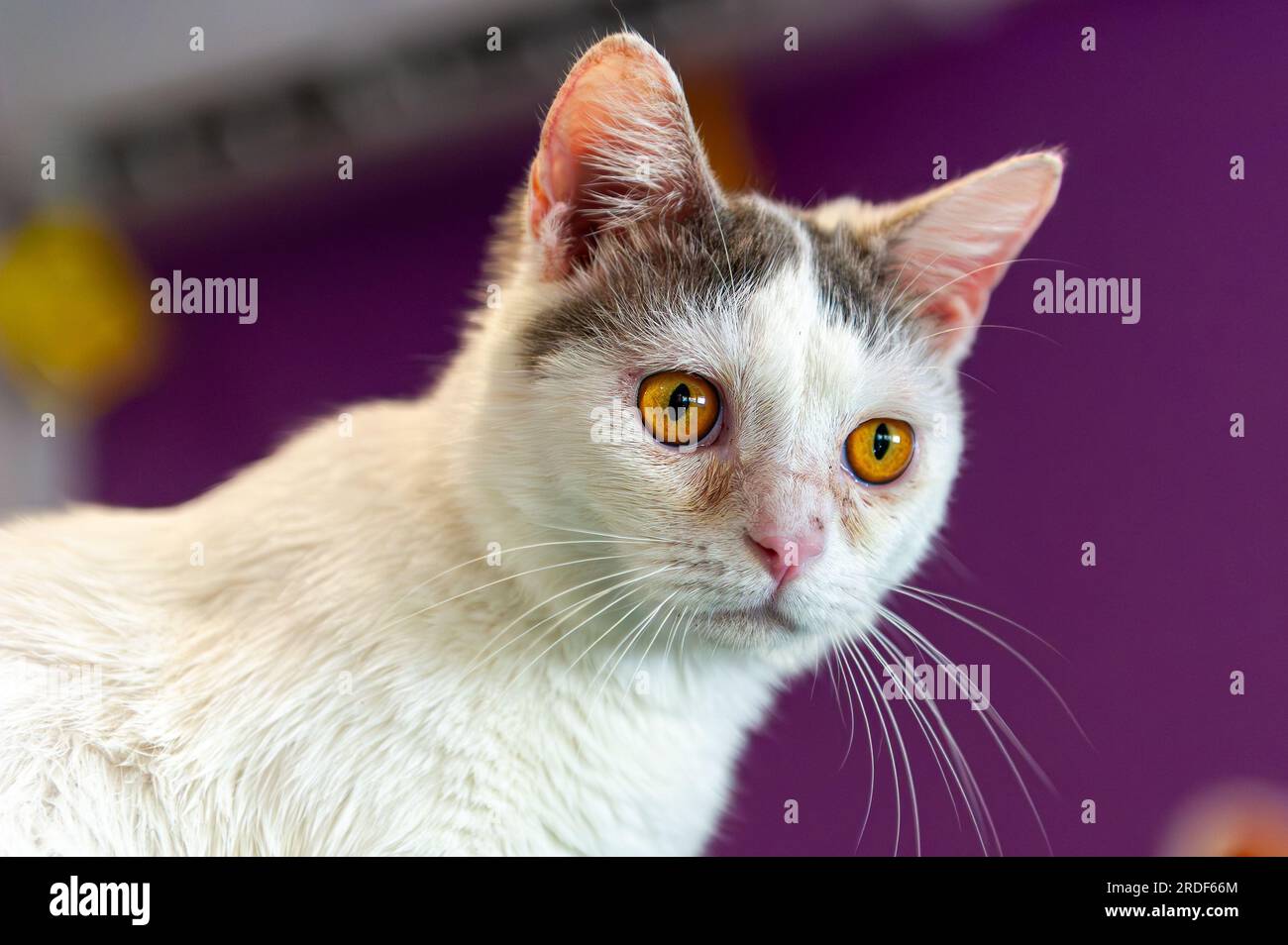 Concerned Cat