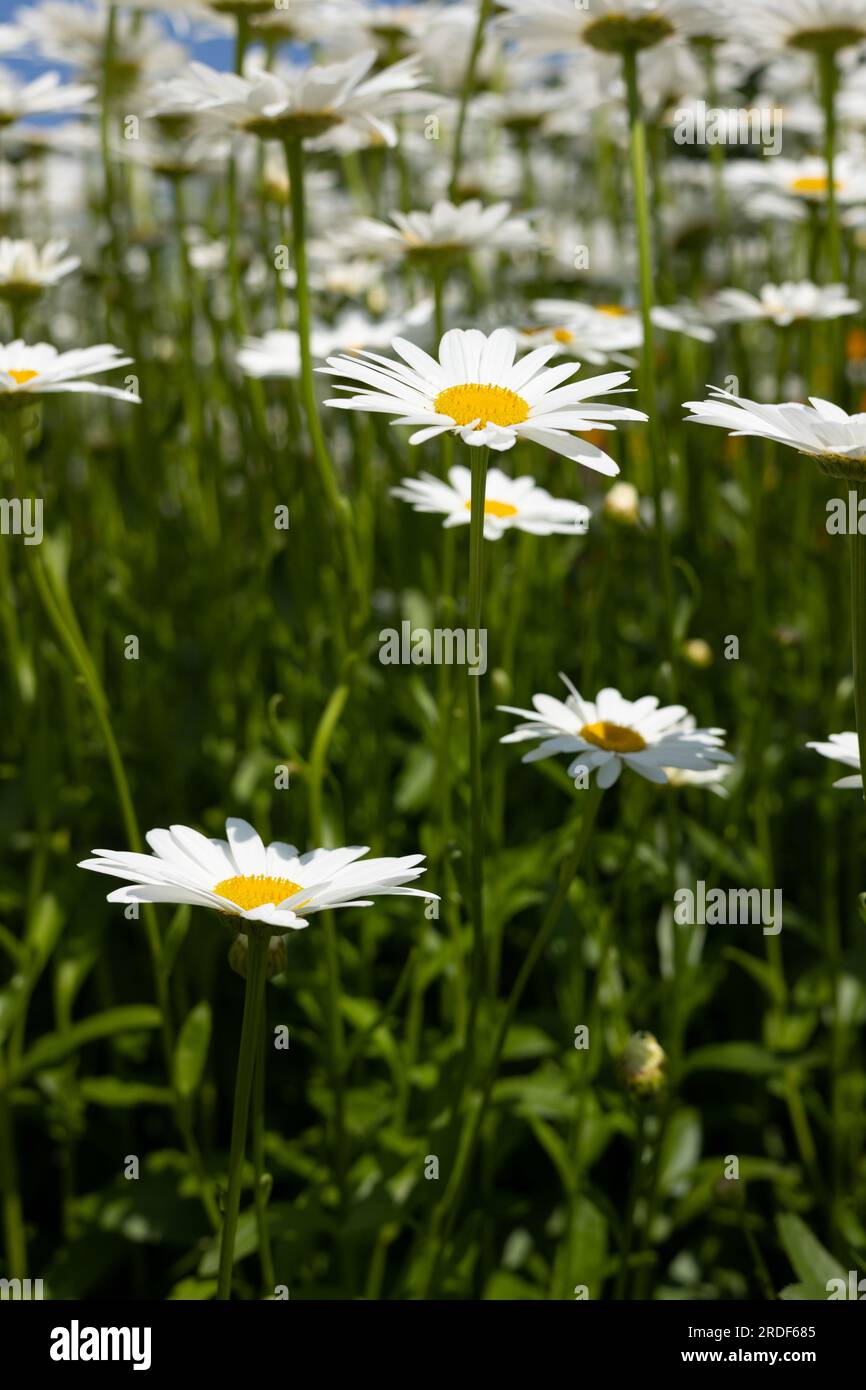 Field chamomile summer daisies meadow hi-res stock photography and ...