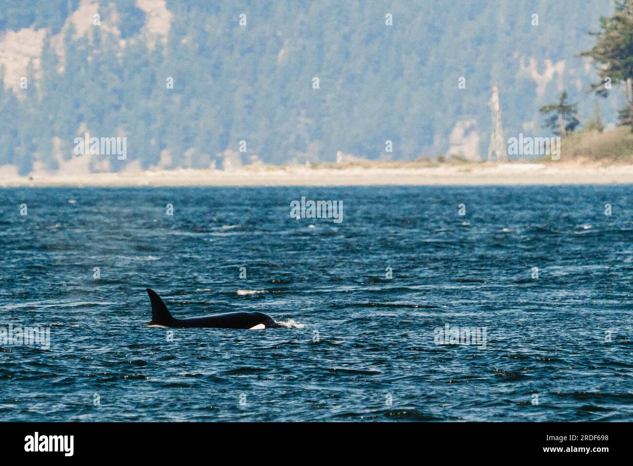 Side view of Bigg's Killer Whale T035A, Lester, in the Salish Sea Stock ...