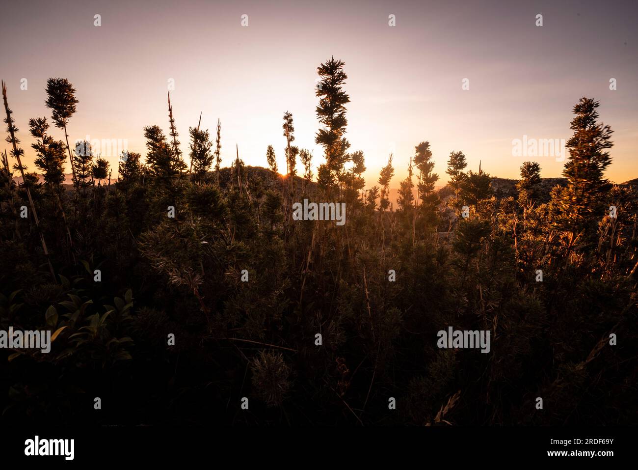 Beautiful view to sun setting between plants and bushes Stock Photo - Alamy