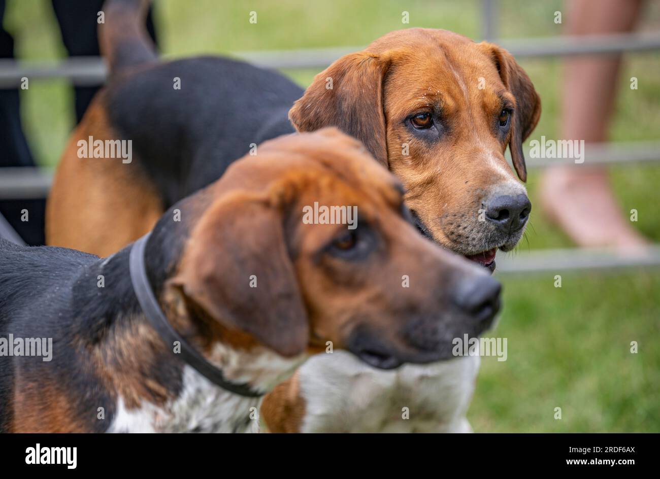 Dog breeds showcase hi-res stock photography and images - Alamy