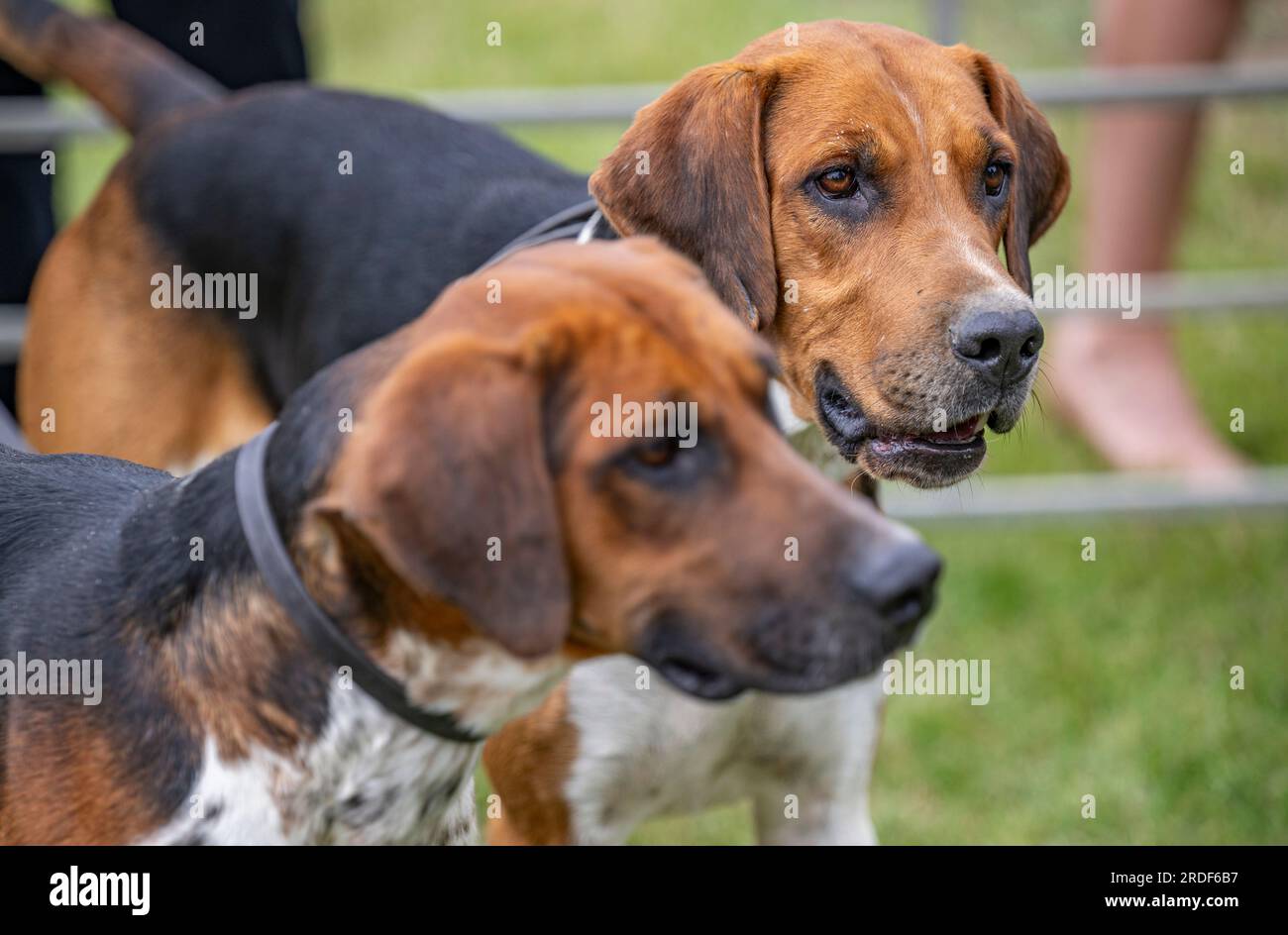 The Showground, Peterborough, UK – In addition to Fox Hounds the ...