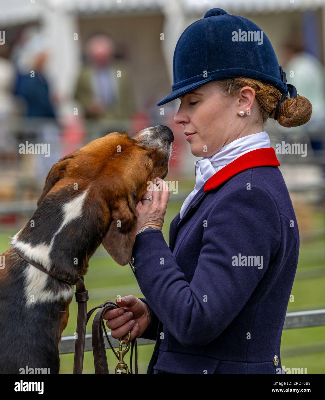 Dog breeds showcase hi-res stock photography and images - Alamy