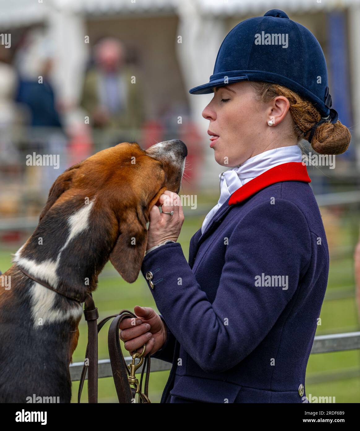 Largest working scent hound show hi-res stock photography and images ...