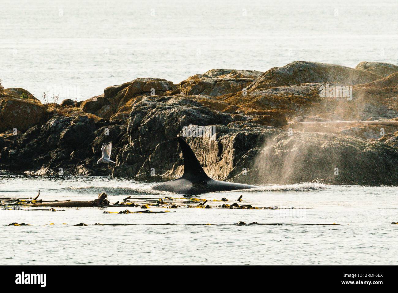 Side view of a Bigg's Killer Whale swimming through a kelp forest Stock ...