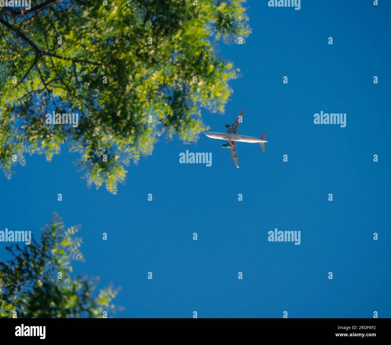 plane in the sky tree vacation Stock Photo - Alamy