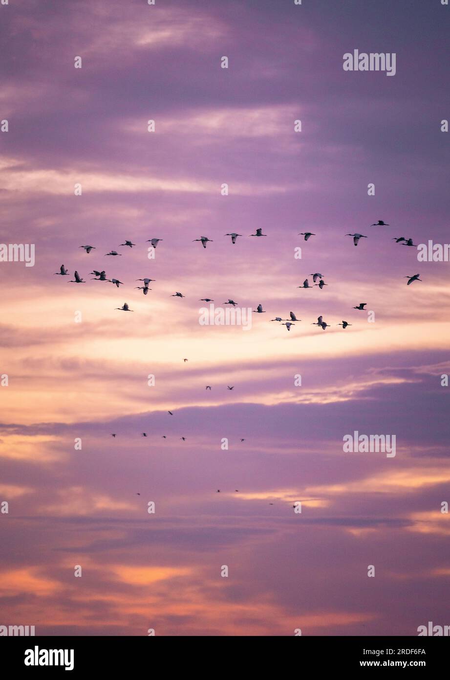 Sunrise sea fly birds hi-res stock photography and images - Alamy