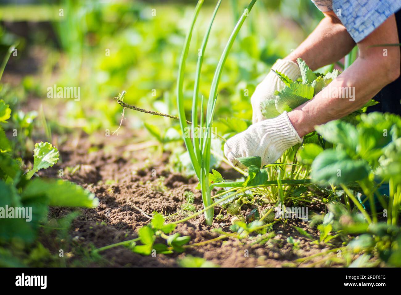 The farmer takes care of the plants in the vegetable garden on the farm ...