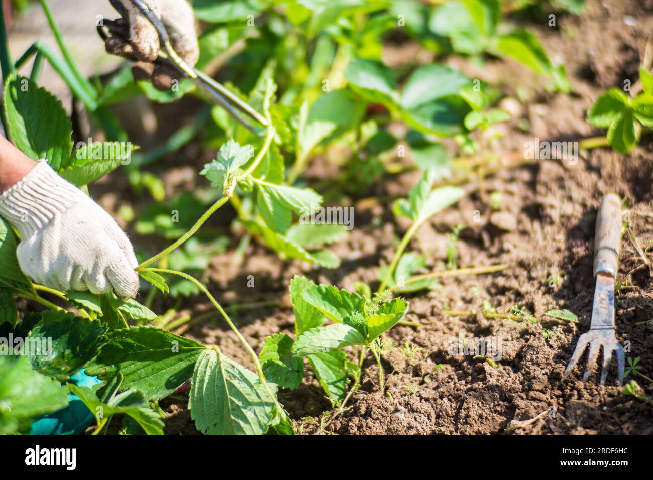 The farmer takes care of the plants in the vegetable garden on the farm ...