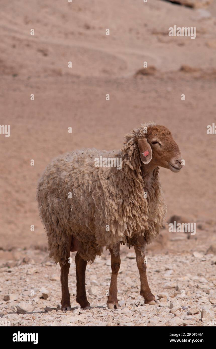 lonely sheep in the Judean desert Stock Photo - Alamy