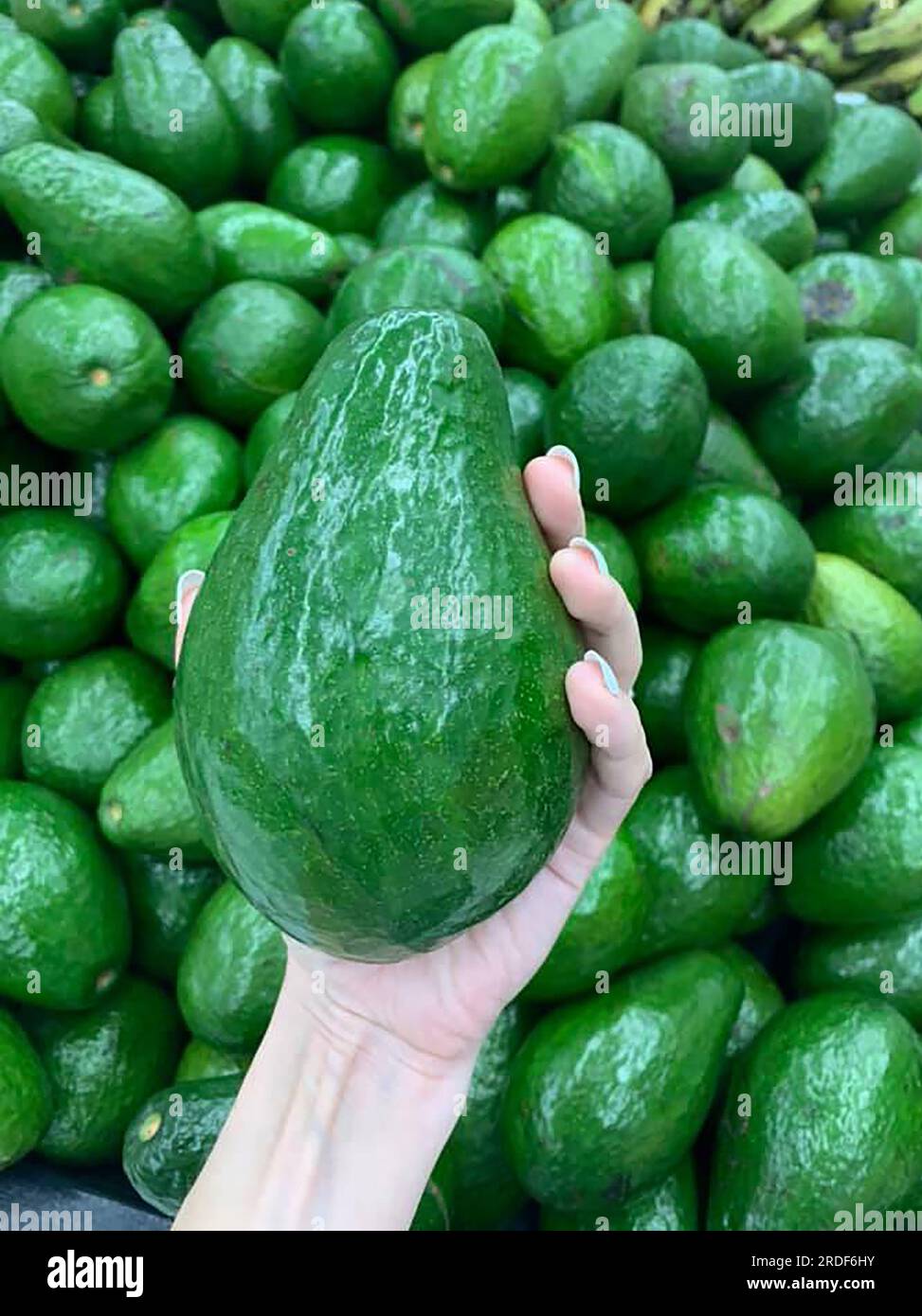 Giant avocado hi-res stock photography and images - Alamy