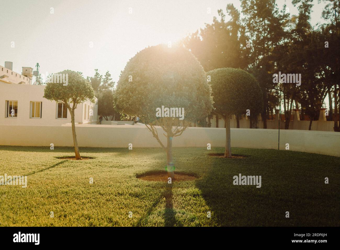 Rounded trees in a courtyard at sunset Stock Photo - Alamy