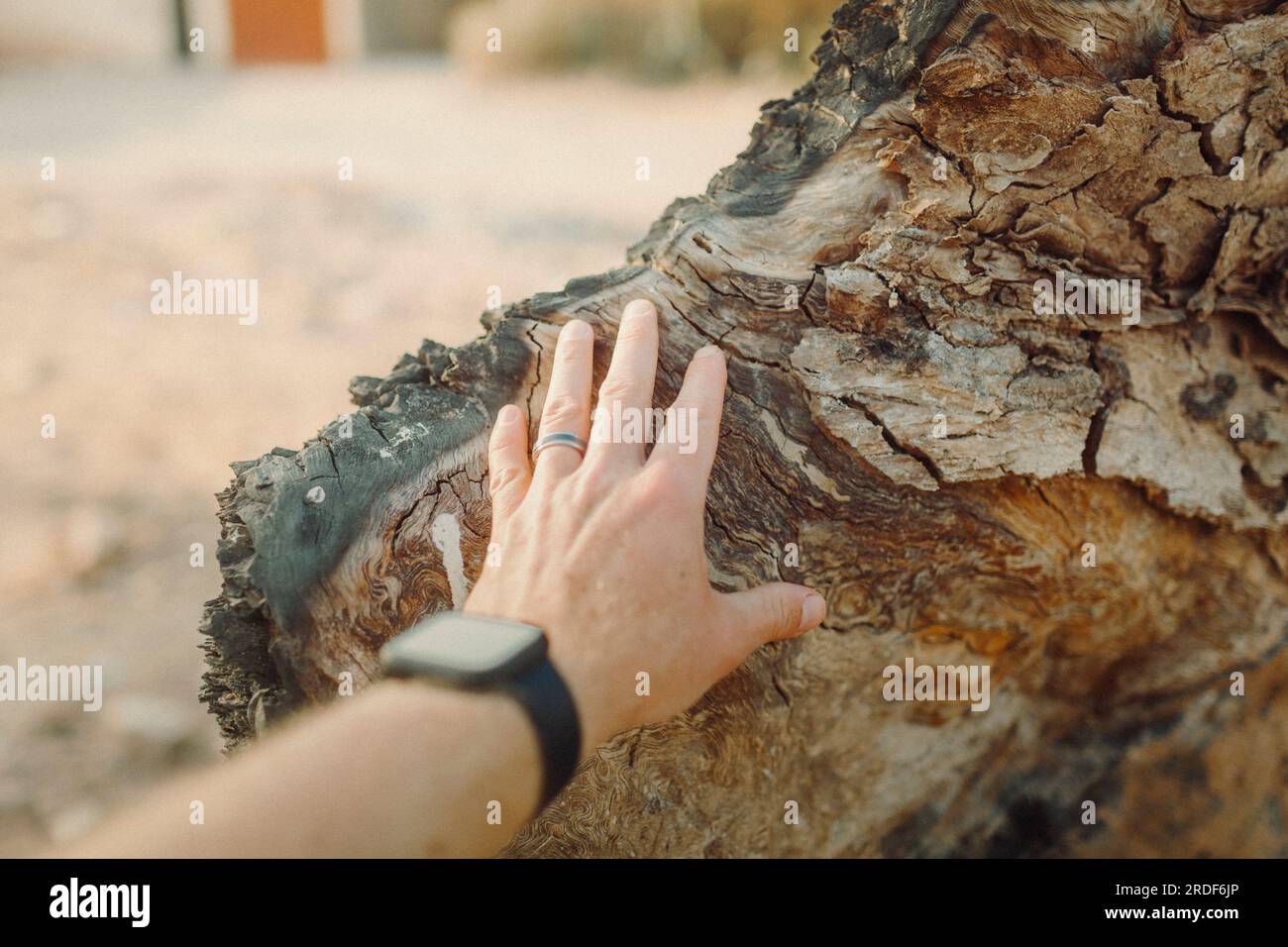 A hand reaches out to touch a large tree trunk Stock Photo - Alamy