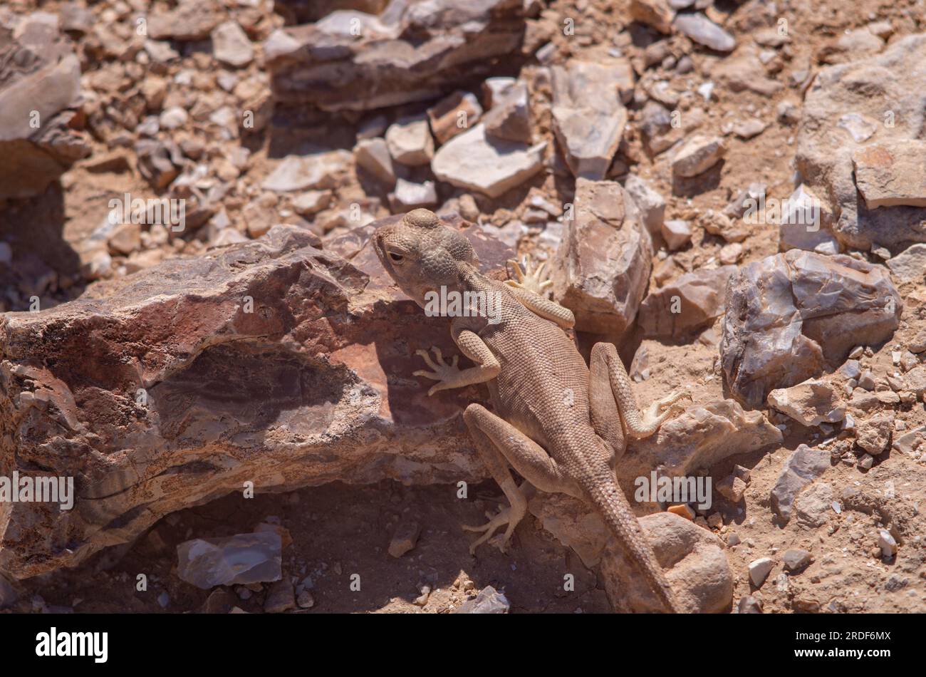 Lizard on hot rocks in the Judean Desert Stock Photo - Alamy