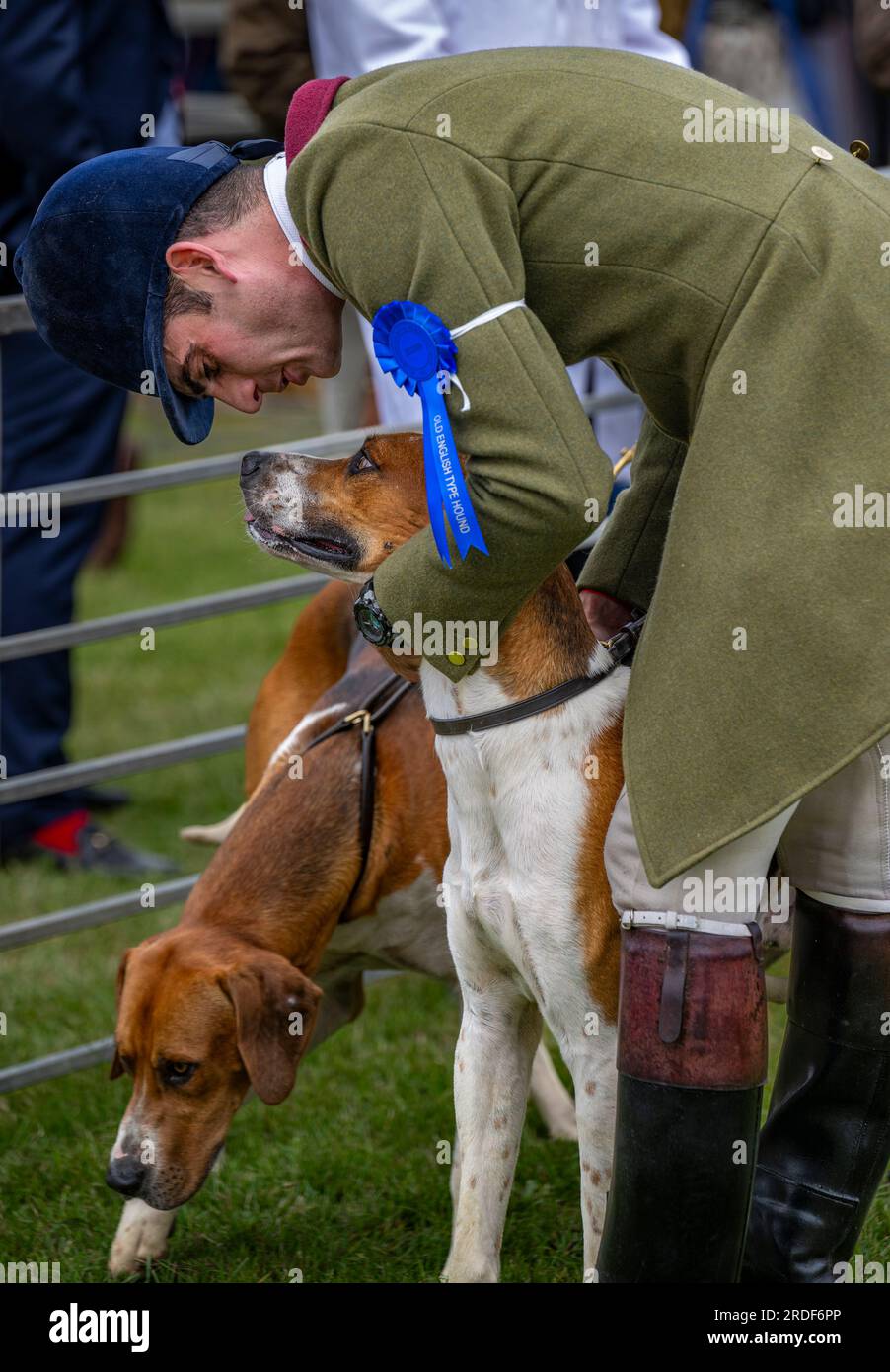 Dog breeds showcase hi-res stock photography and images - Alamy