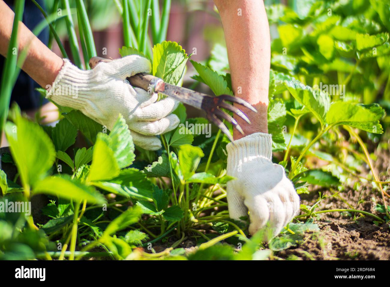 The farmer takes care of the plants in the vegetable garden on the farm ...
