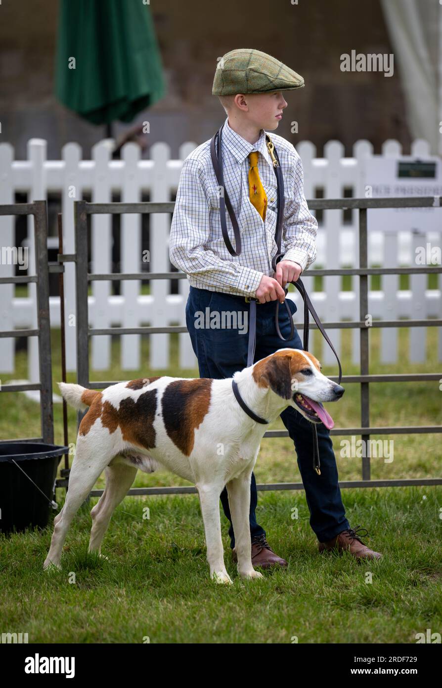 Dog breeds showcase hi-res stock photography and images - Alamy