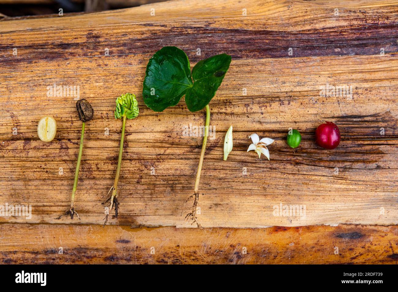Coffee in its different stages of growth, Coffee farm Hacienda Venecia ...