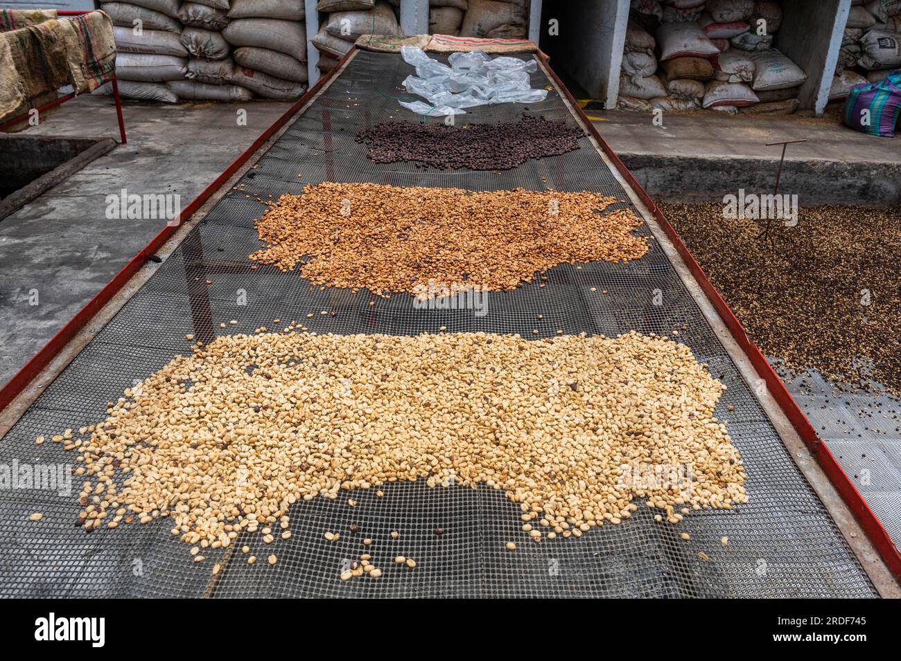 Coffee production, Coffee farm Hacienda Venecia, Zona Cafetera ...