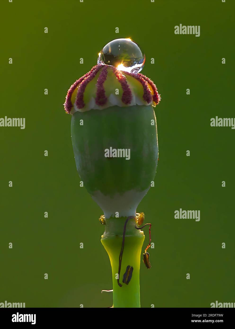 Opium poppy with a drop of water on a green background Stock Photo - Alamy