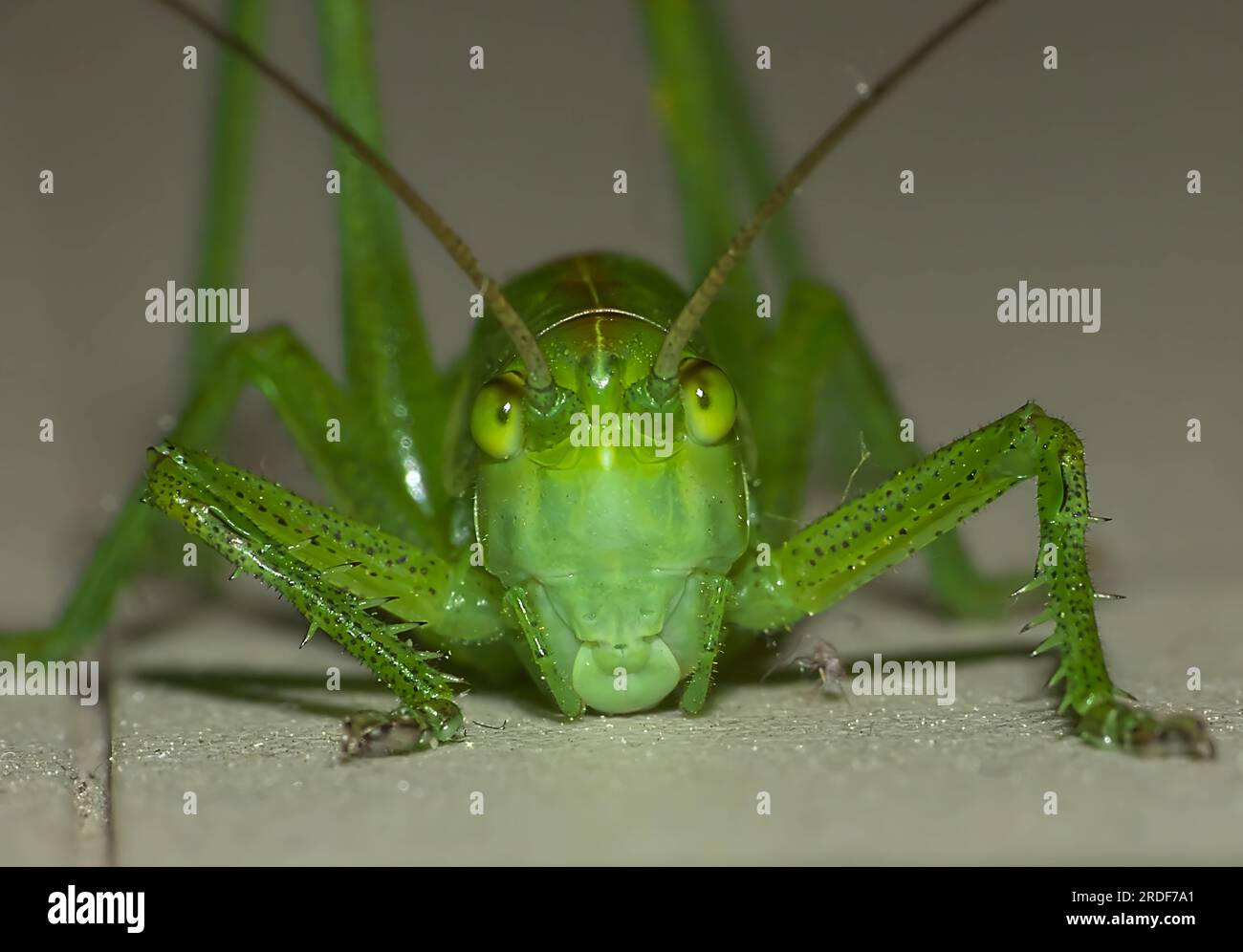 Lubber grasshoppers hi-res stock photography and images - Alamy