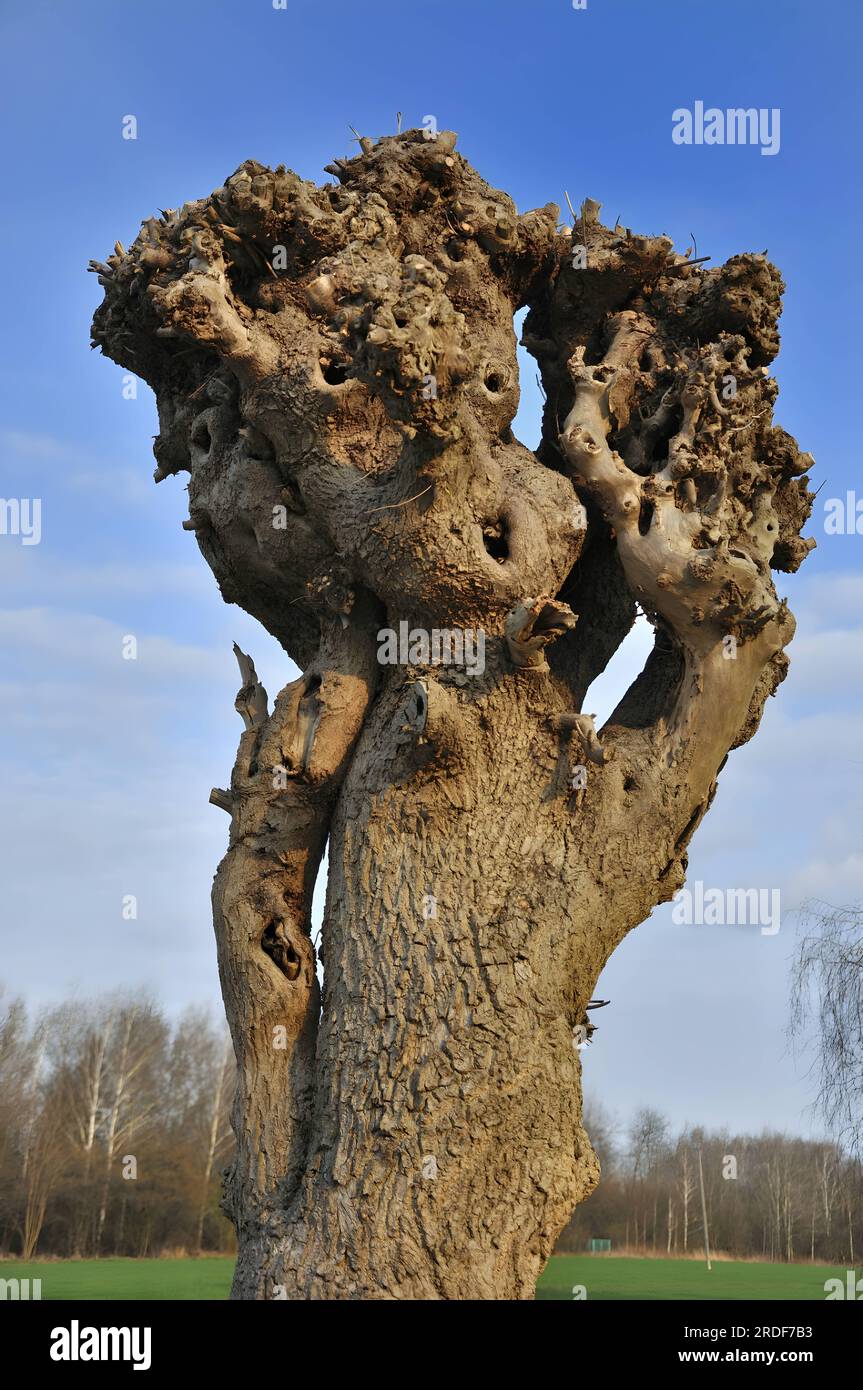 Old Knotted Willow Tree Branches Stock Photo - Alamy