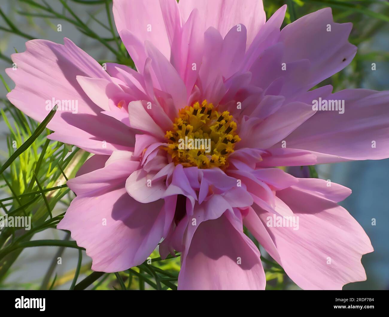 Pink glowing flowers hi-res stock photography and images - Alamy