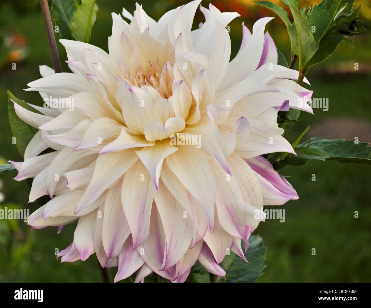 Lush pink dahlia flower hi-res stock photography and images - Alamy