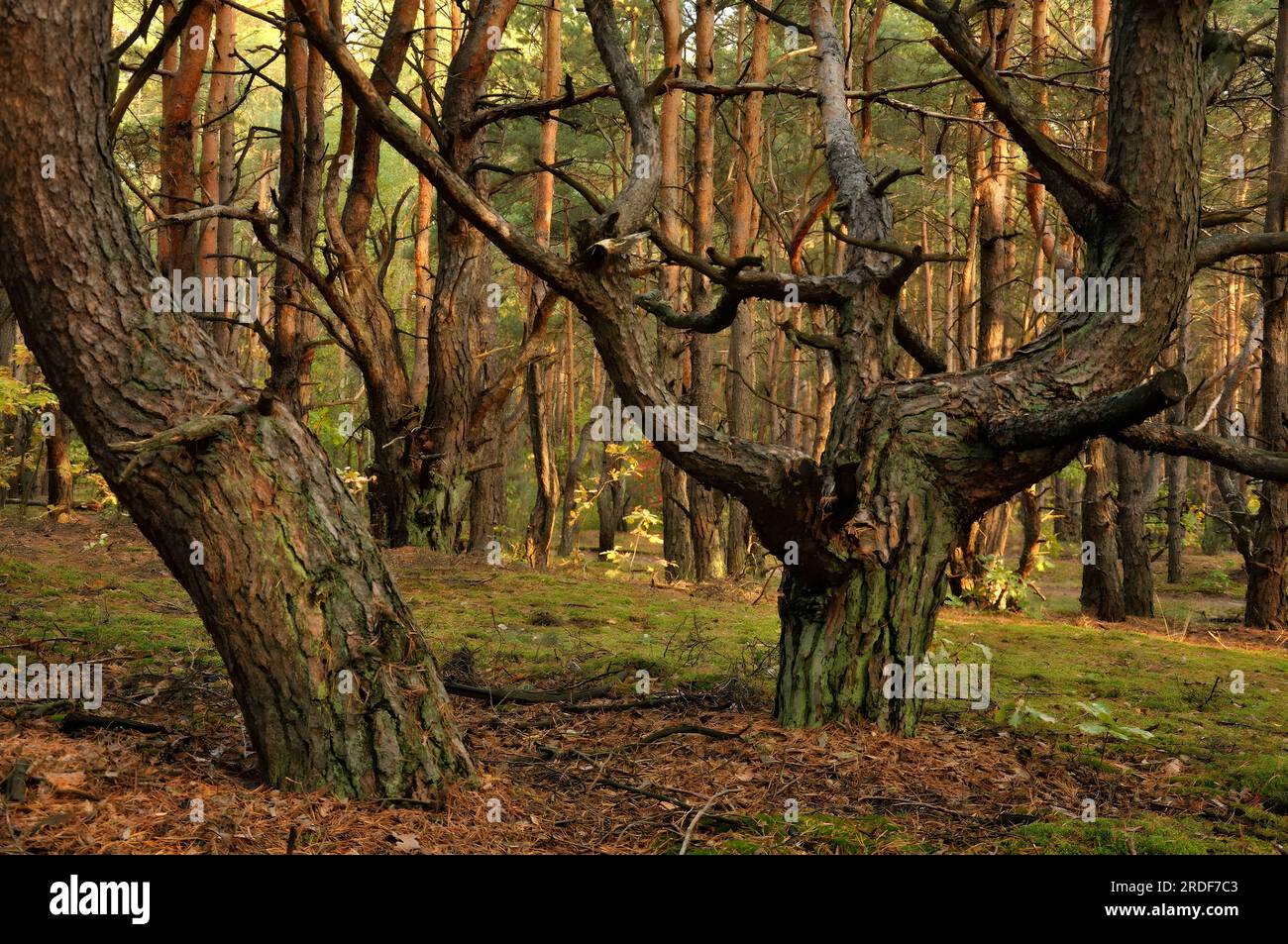 Rock conifer trees old hi-res stock photography and images - Alamy