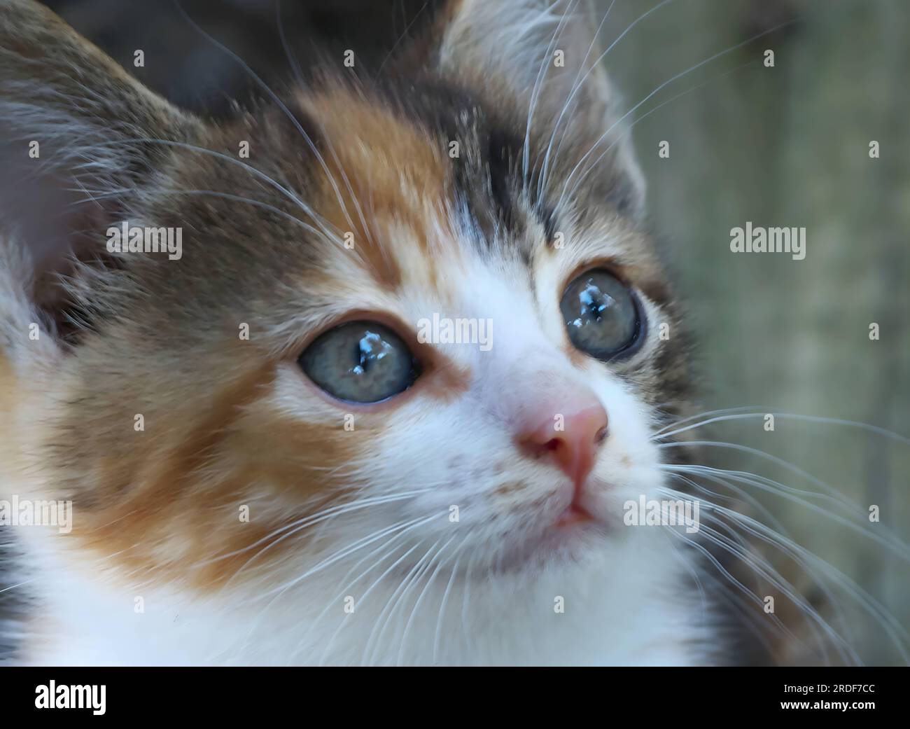 Ginger kittys hi-res stock photography and images - Alamy