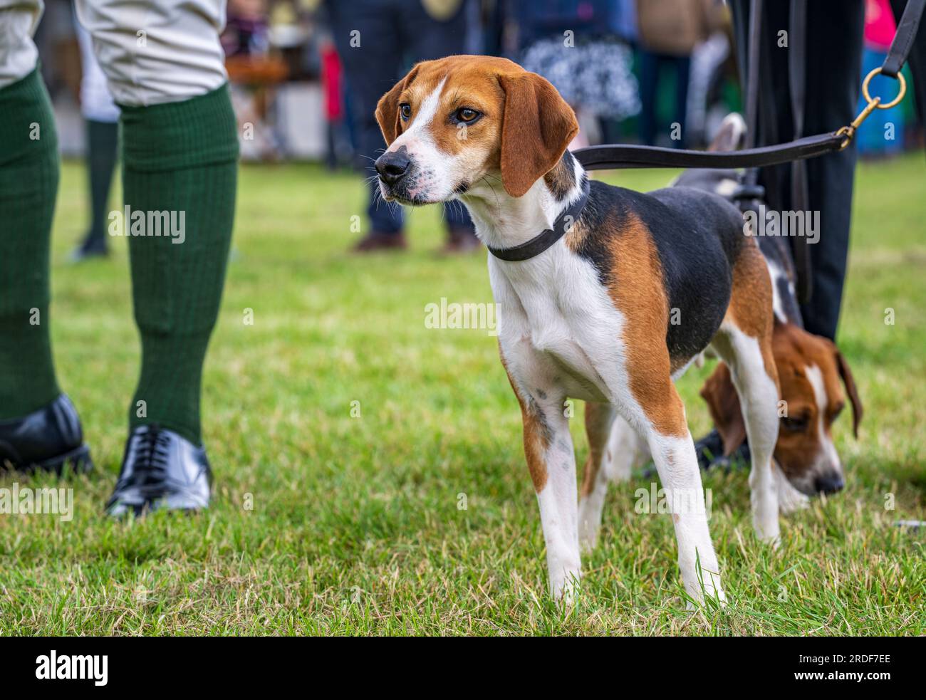 The Showground, Peterborough, UK – In addition to Fox Hounds the ...