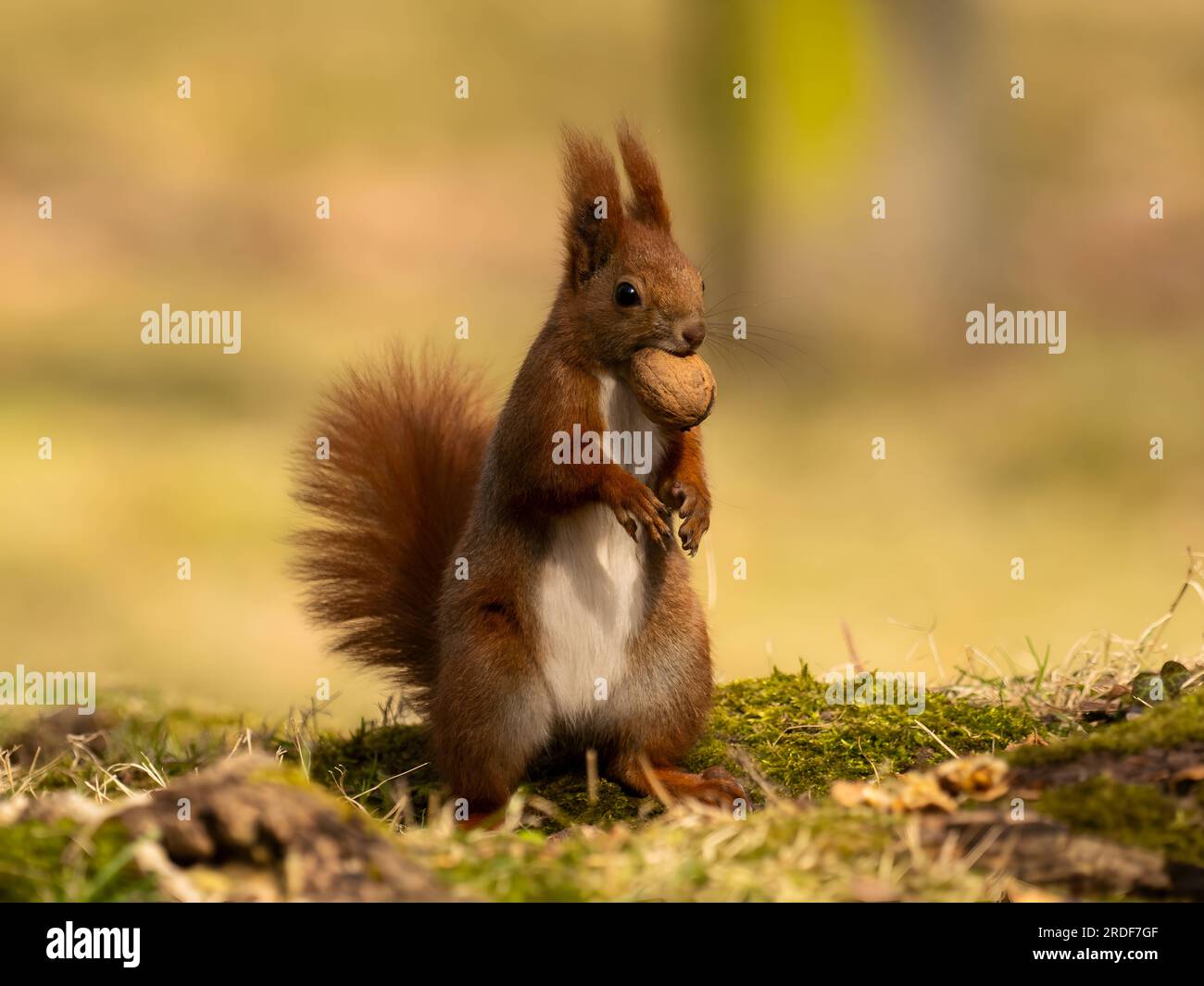 Red squirrel with a nut in its mouth, blurred light background Stock ...