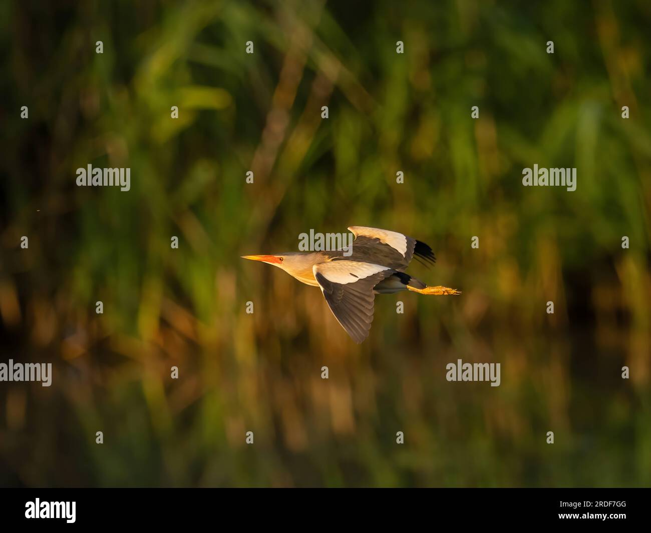 Bittern in flight hi-res stock photography and images - Alamy