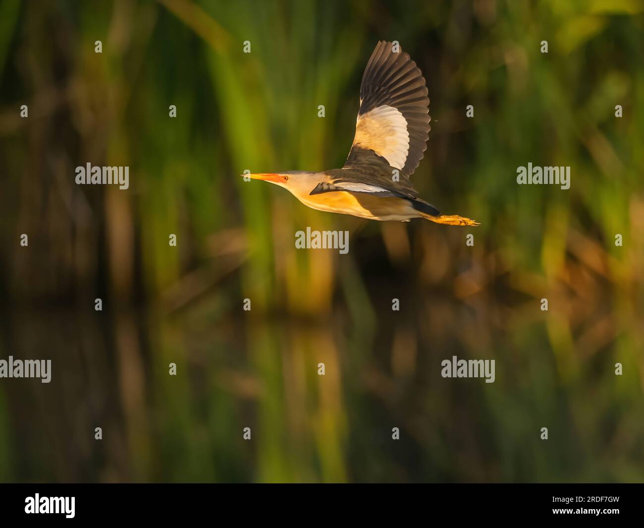 Little bittern in flight against a background of green plants Stock ...