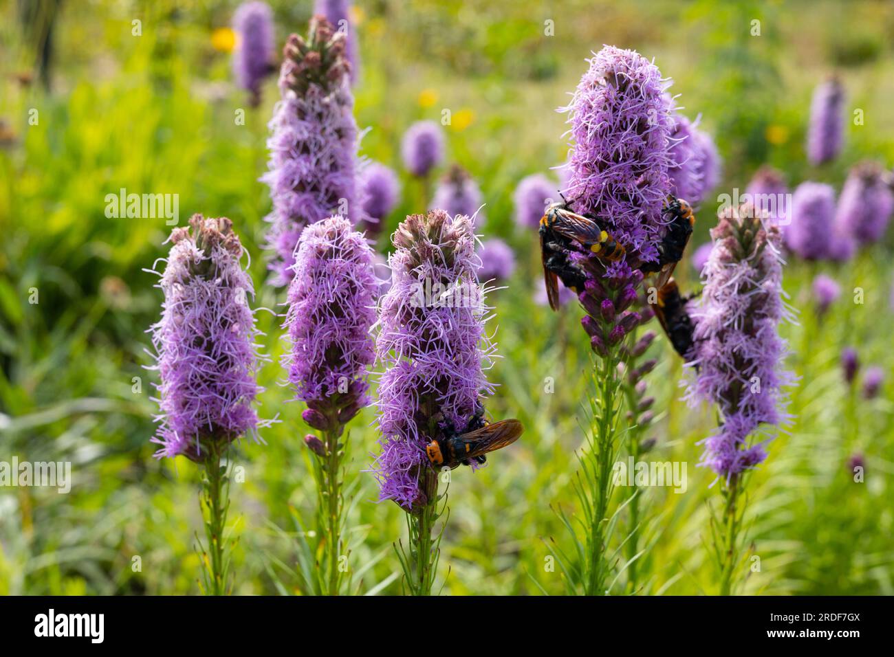 Purple Liatris spicata flower with hornets on it Stock Photo - Alamy
