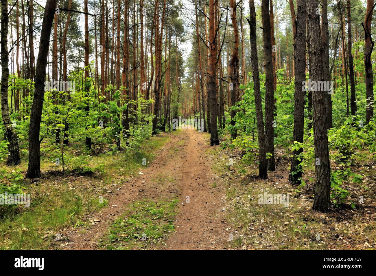 Rows of trees in the forest Stock Photo - Alamy