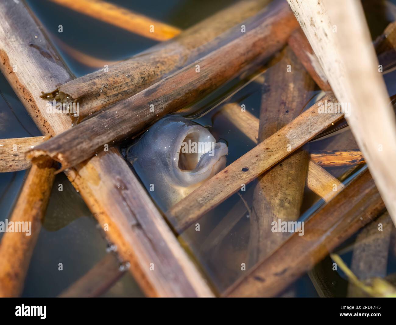 Fresh water carp fish cyprinus hi-res stock photography and images - Alamy