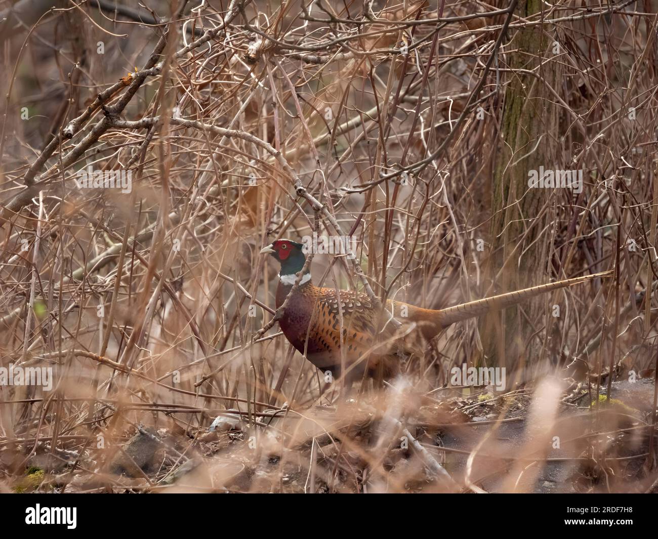 Hen pheasant in spring hi-res stock photography and images - Alamy