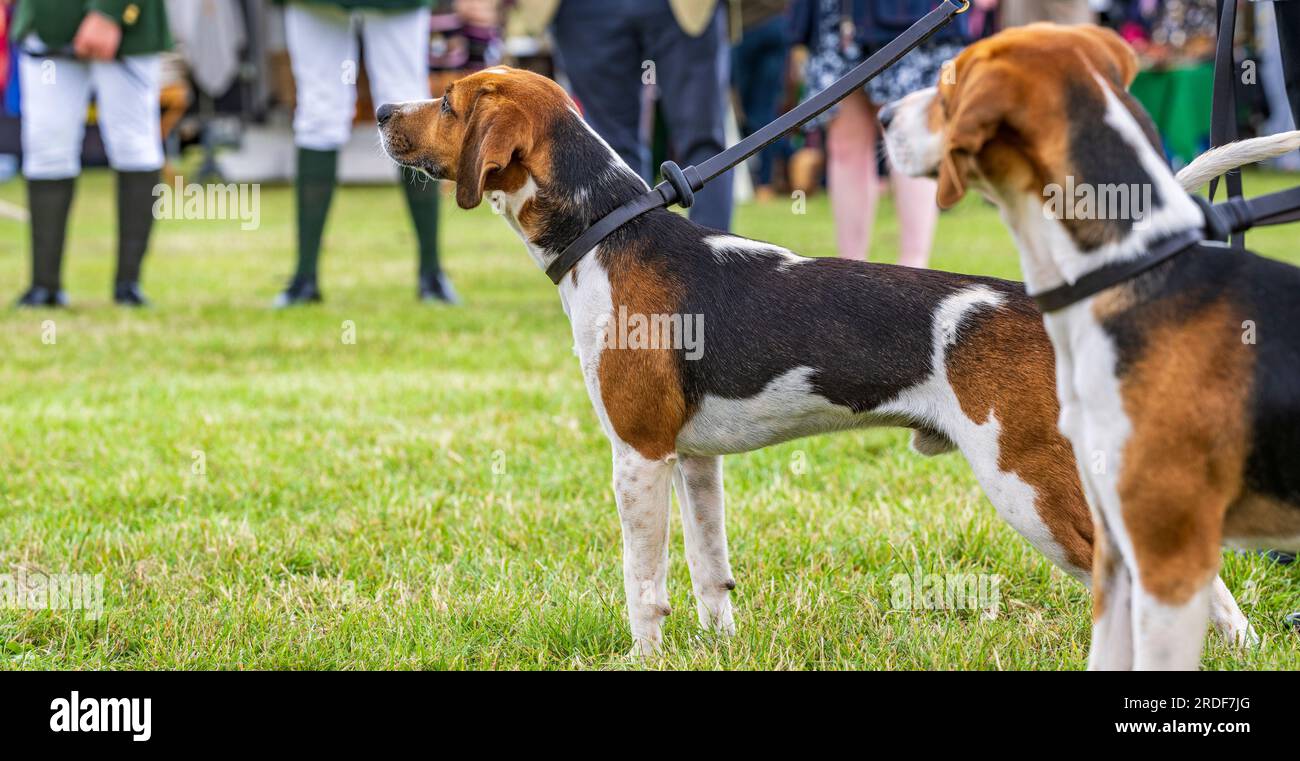 The Showground, Peterborough, UK – In addition to Fox Hounds the ...