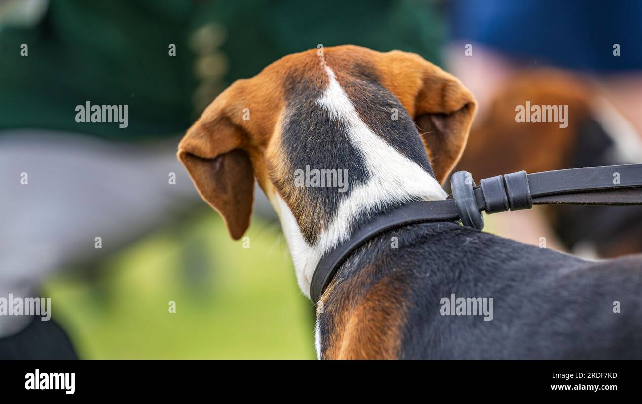 The Showground, Peterborough, UK – In addition to Fox Hounds the ...