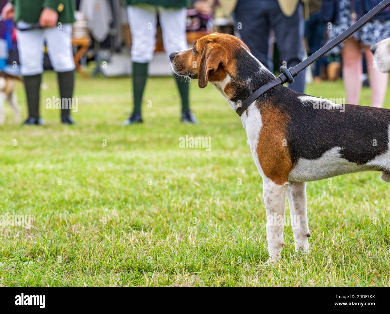 The Showground, Peterborough, UK – In addition to Fox Hounds the ...