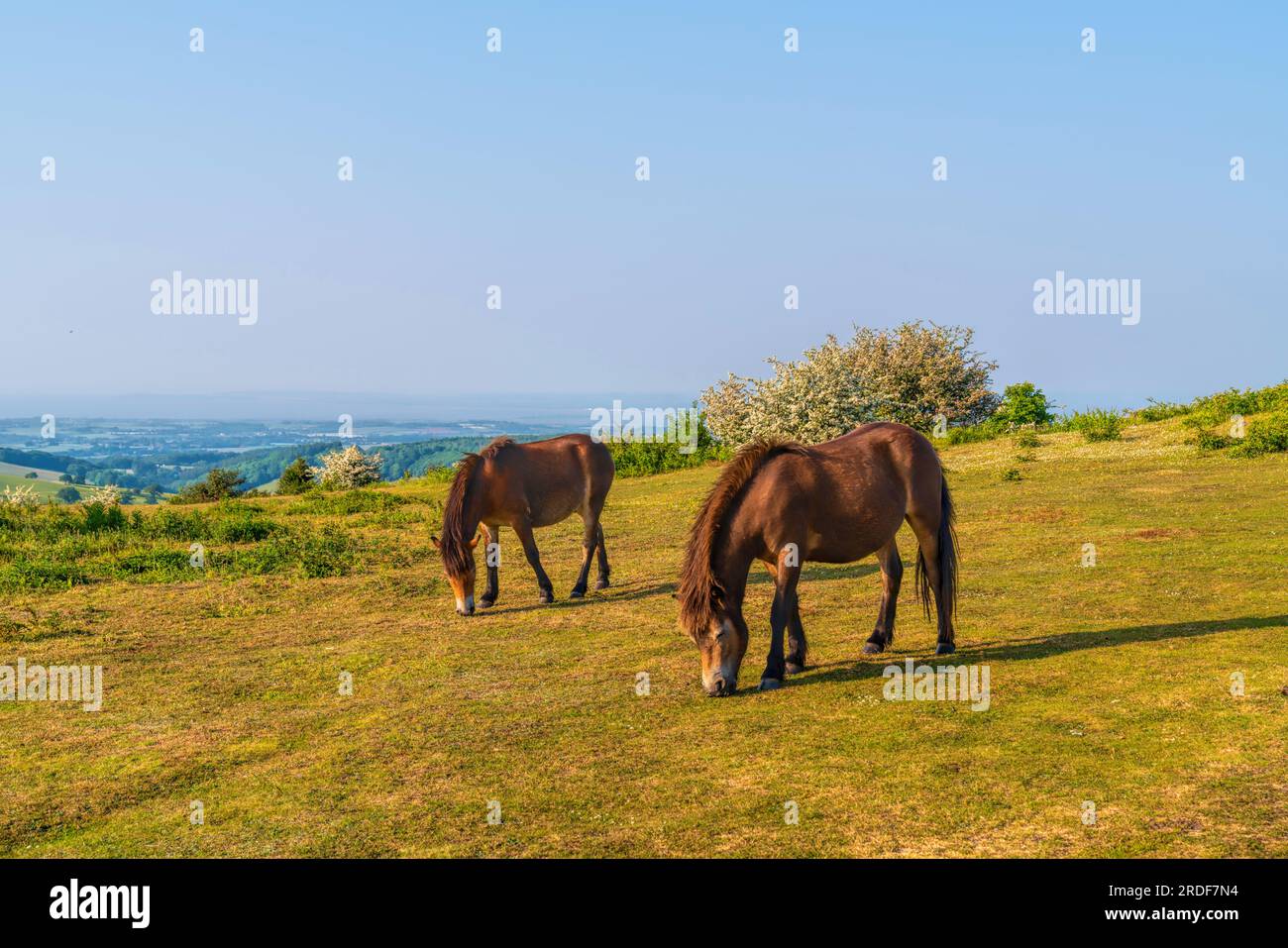 The Quantocks Somerset wild Exmoor Ponies grazing on green Cothelstone ...