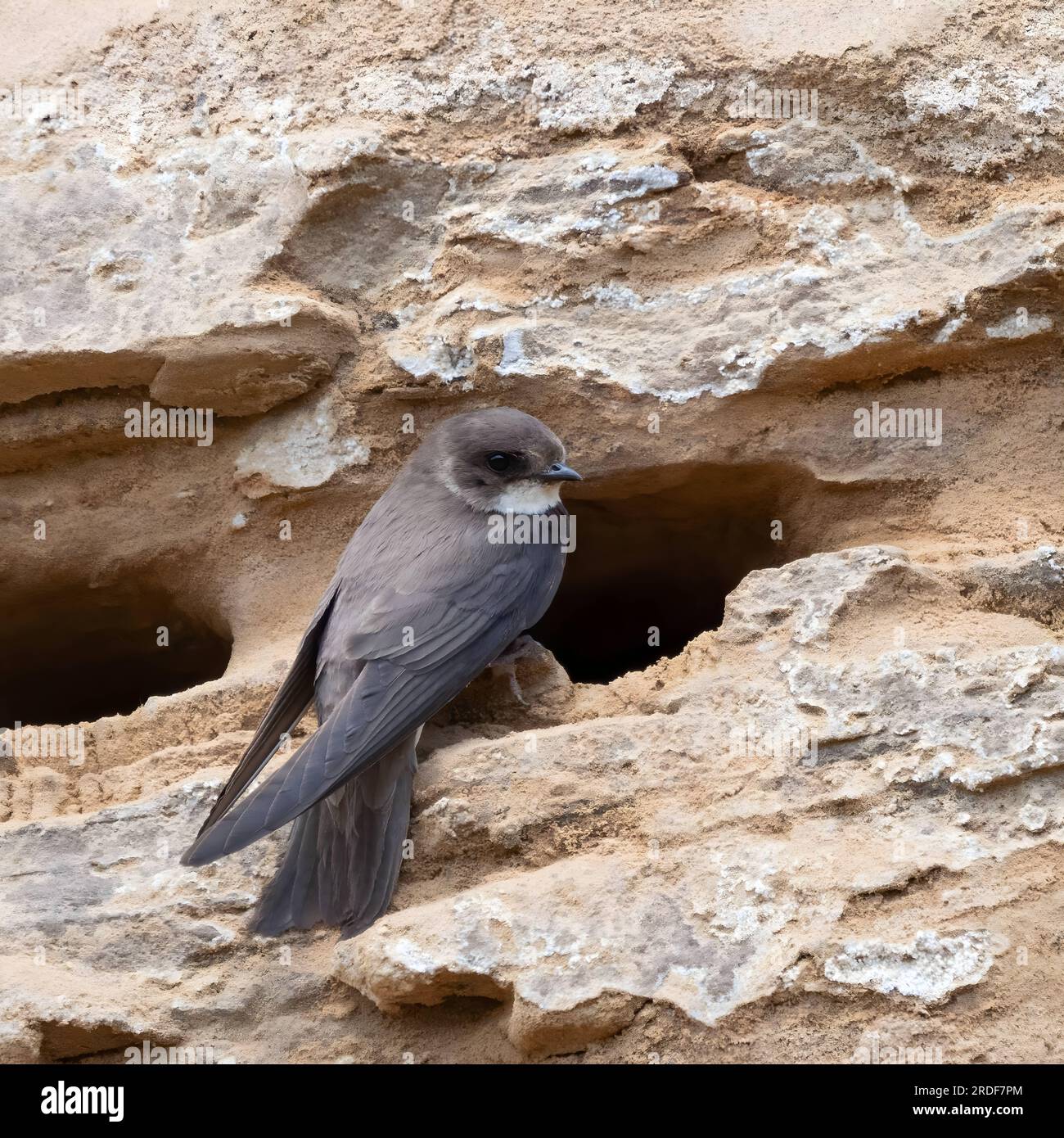 Sand martin on a rock in front of the nest entrance Stock Photo - Alamy