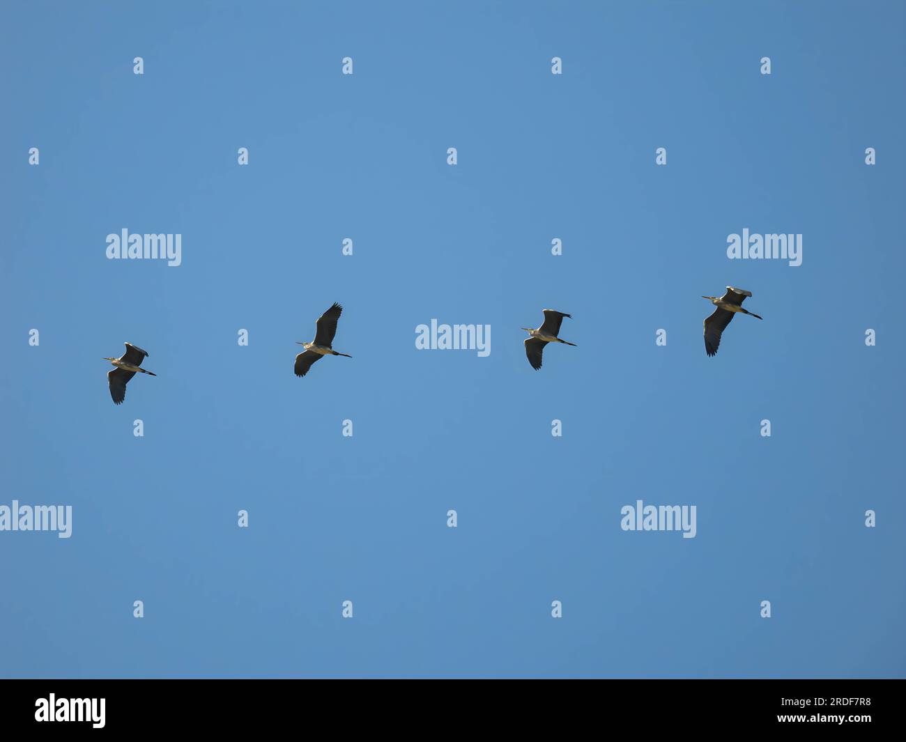 Grey herons in flight against the sky Stock Photo - Alamy