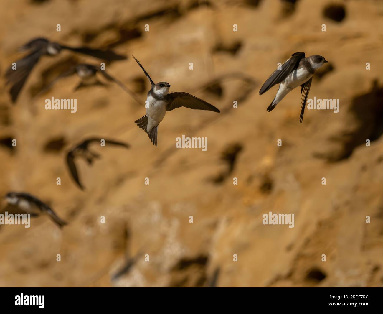 Sand martin in flight next to nests in the ground Stock Photo - Alamy