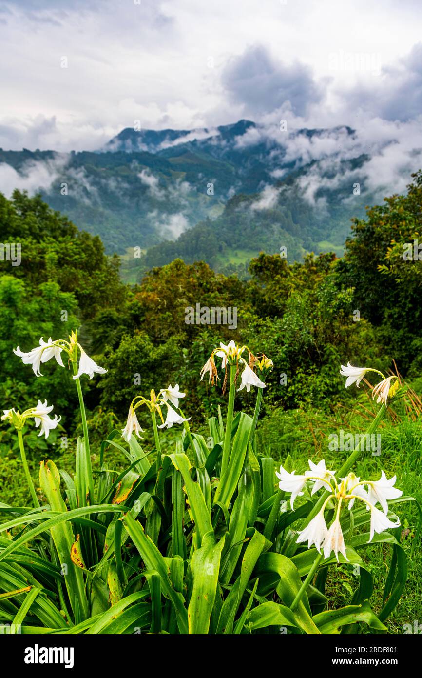Overlook over the Valle de Cocora, Unesco site coffee cultural ...