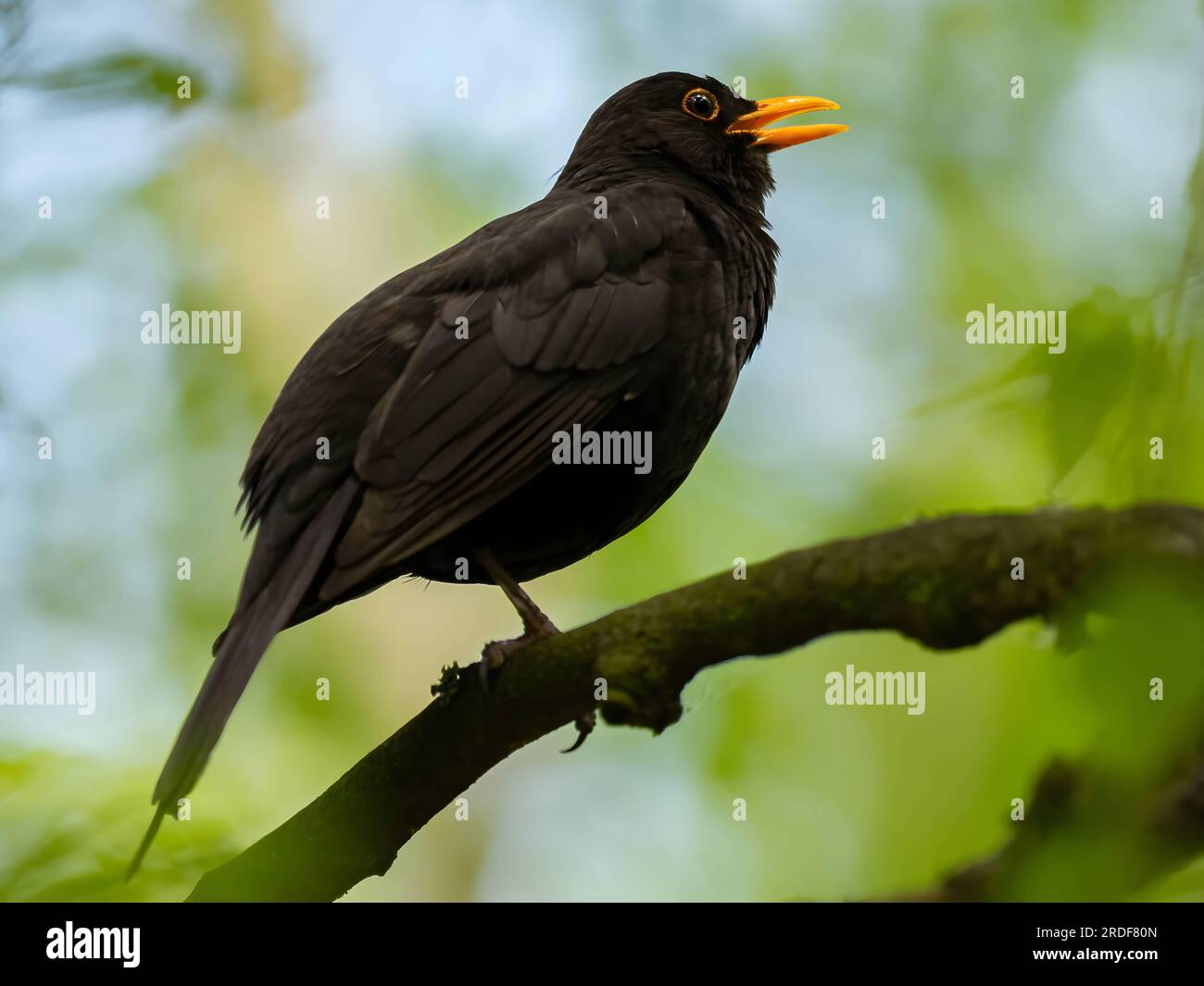 Female blackbird sitting in hi-res stock photography and images - Alamy