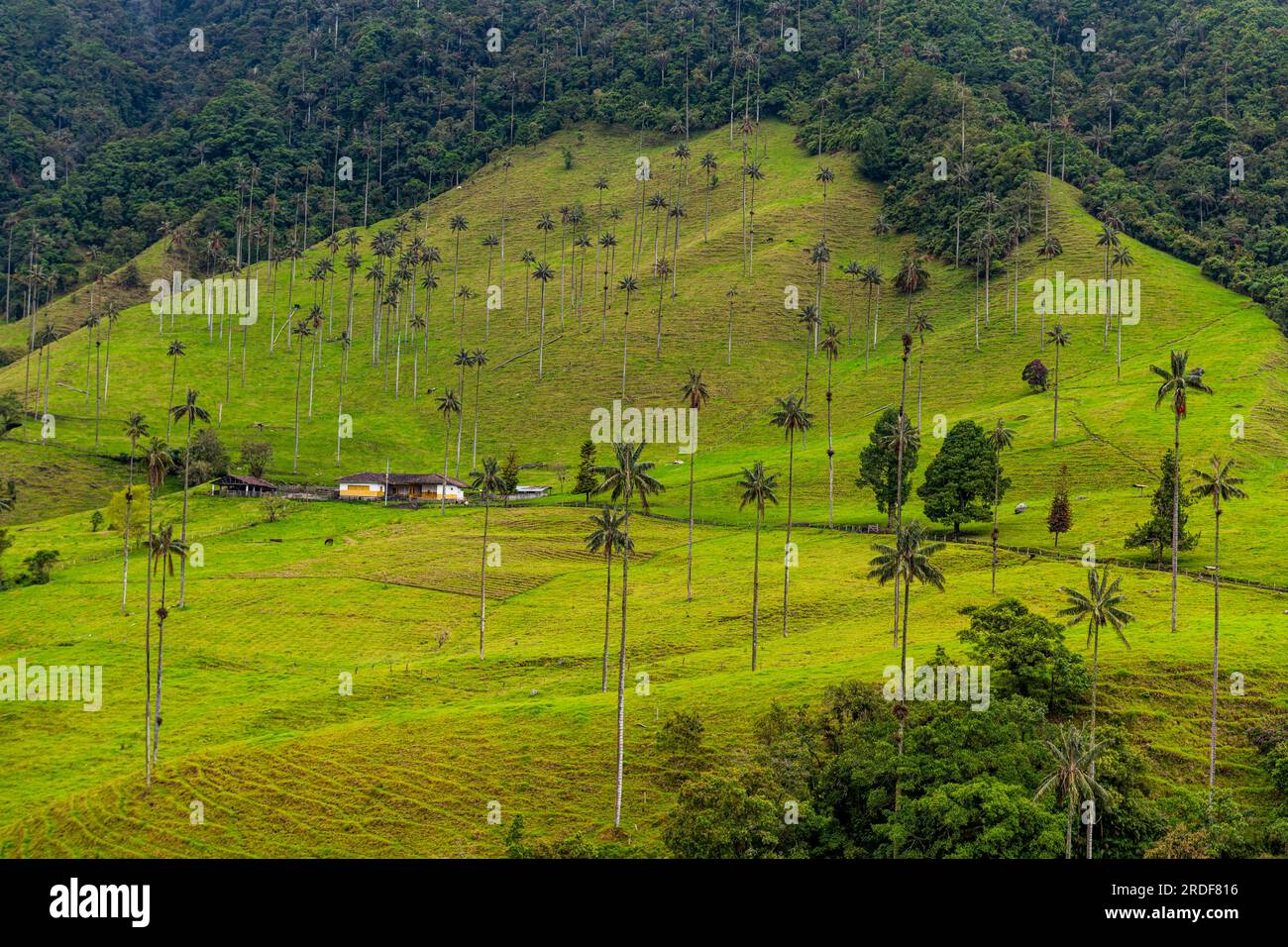 Wax palms largest palms in the world, Cocora valley, Unesco site coffee ...